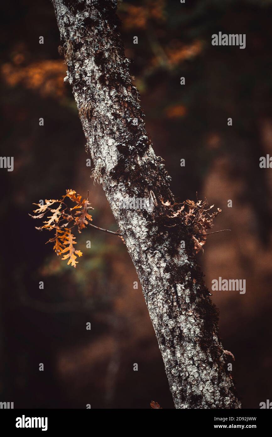Detail of tree branch in autumn with leaves Stock Photo - Alamy