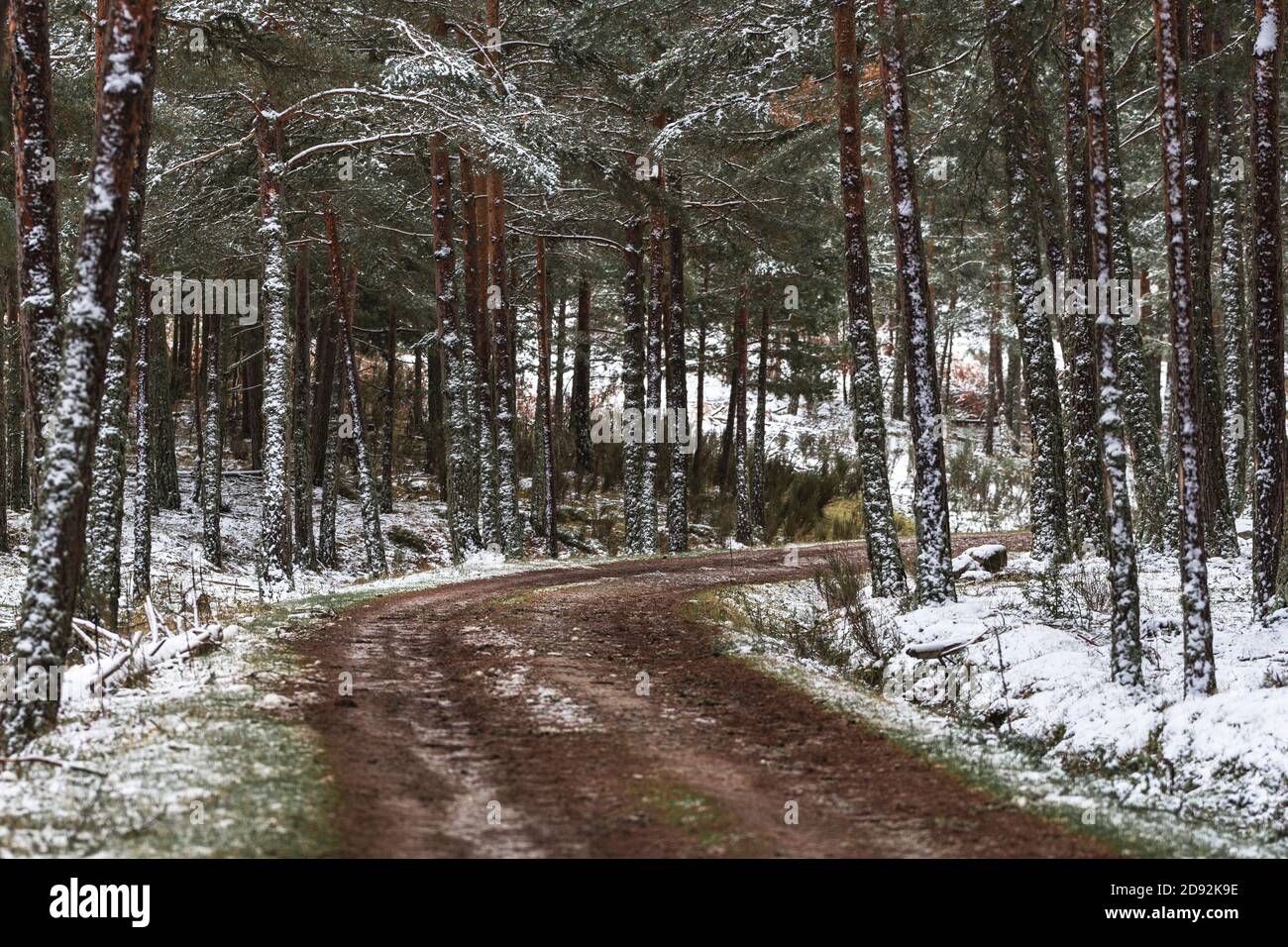 Pinewood road hi-res stock photography and images - Alamy