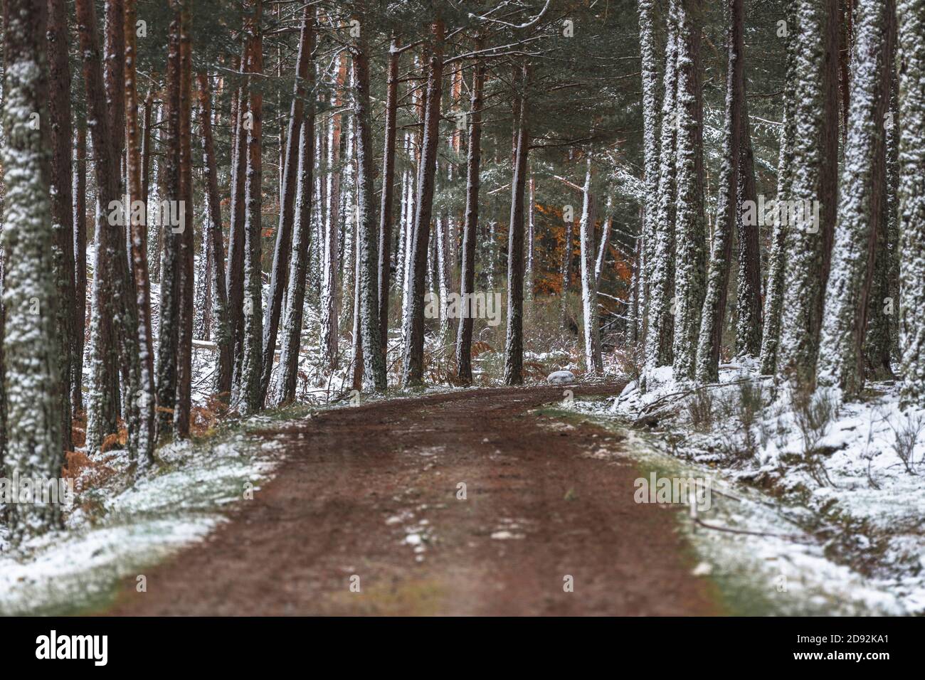 Pinewood road hi-res stock photography and images - Alamy