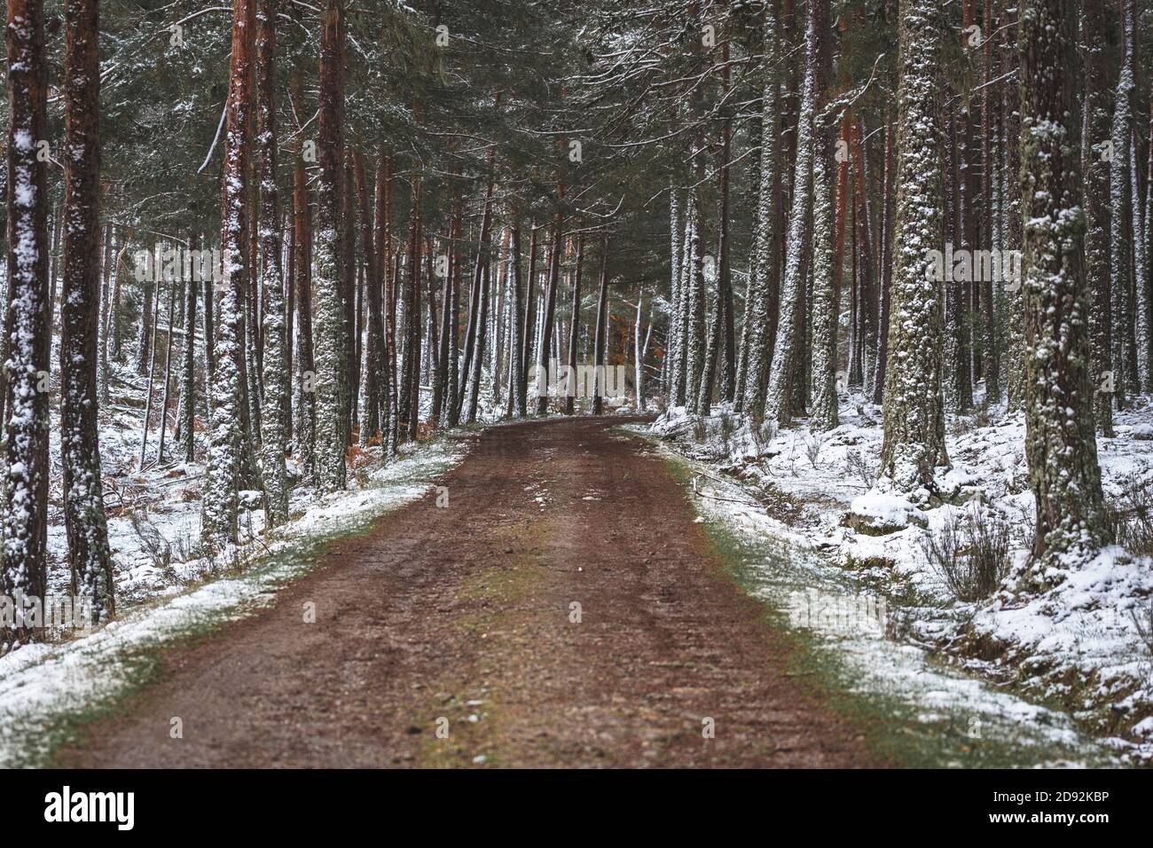 Pinewood road hi-res stock photography and images - Alamy