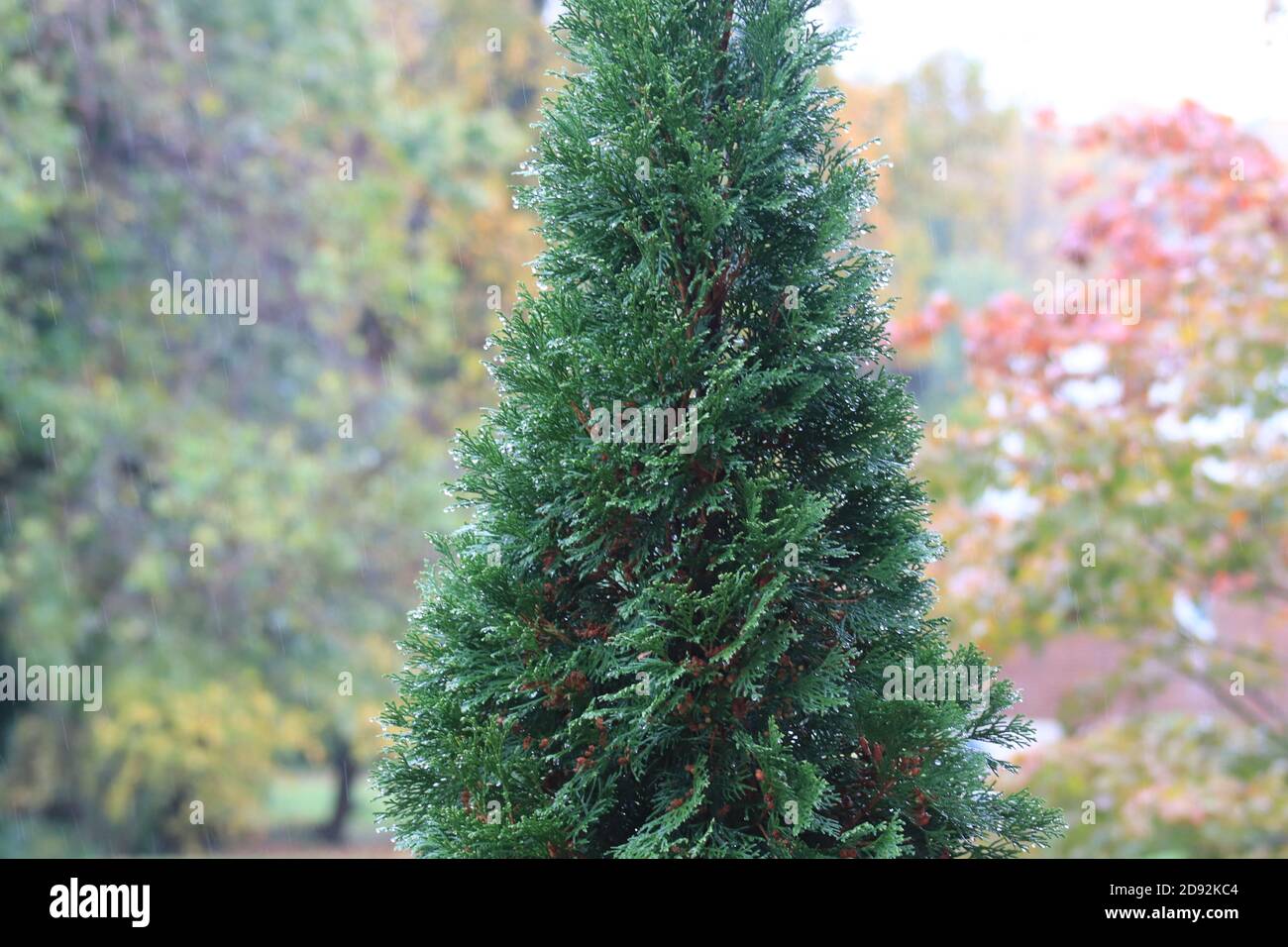 Evergreen cancerous tree or a green cedar tree in the rain Stock Photo ...