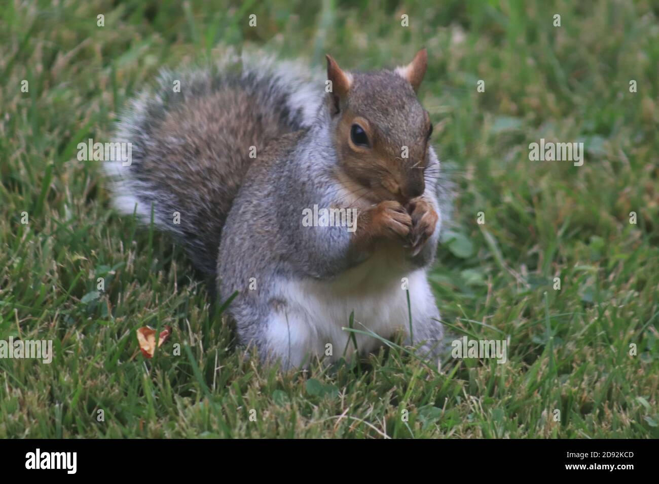 A gray squirrel or a tree squirrel in the backyard eating Stock Photo ...