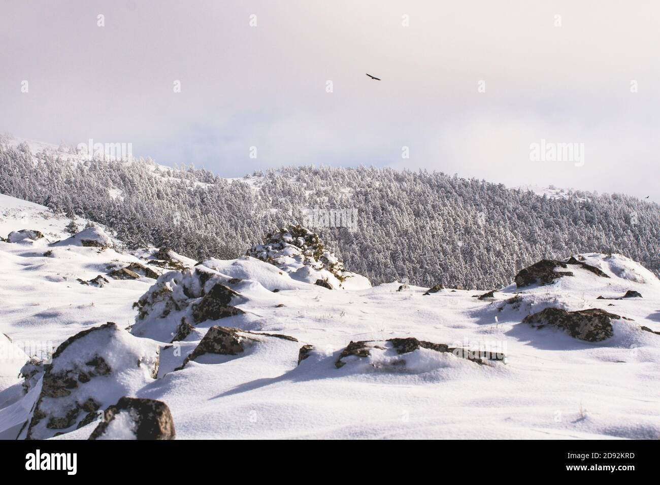 Vulture flying over mountain hi-res stock photography and images - Alamy