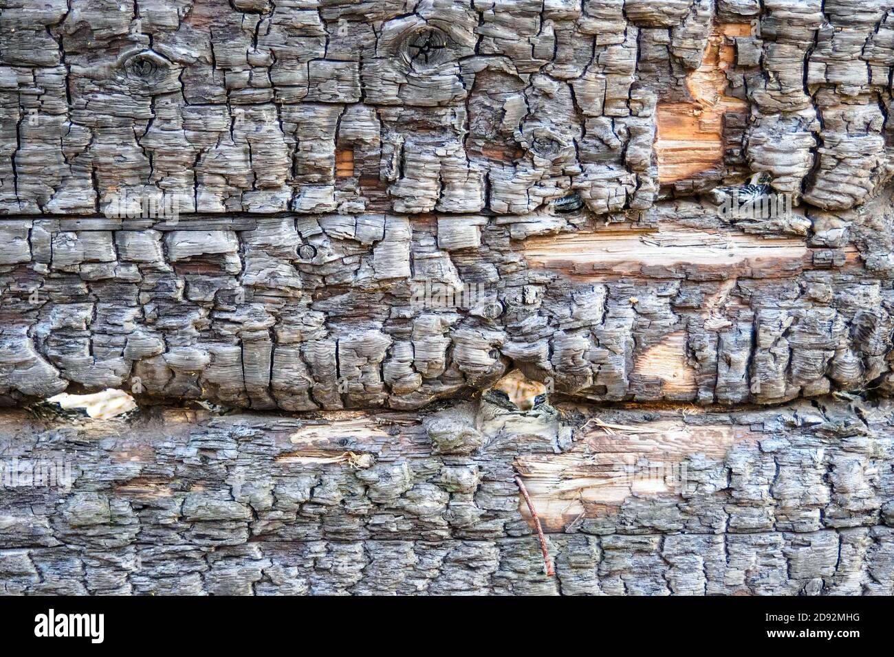 Charred Wood Background