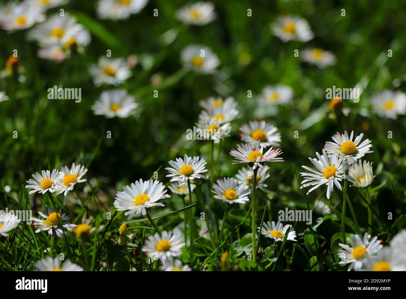large field of daisies. Flowers background in the spring Stock Photo ...