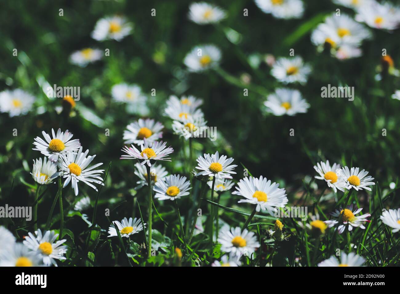 large field of daisies. Flowers background in the spring Stock Photo ...