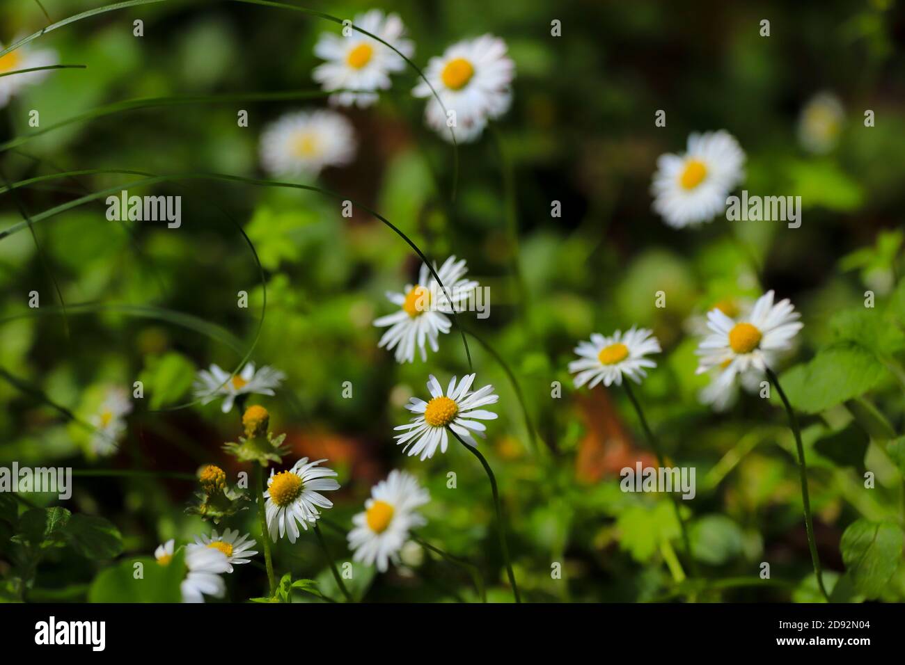 large field of daisies. Flowers background in the spring Stock Photo ...