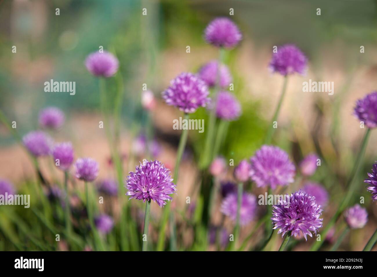 Pretty Chive Flowers Growing in a English Herb Garden Stock Photo - Alamy