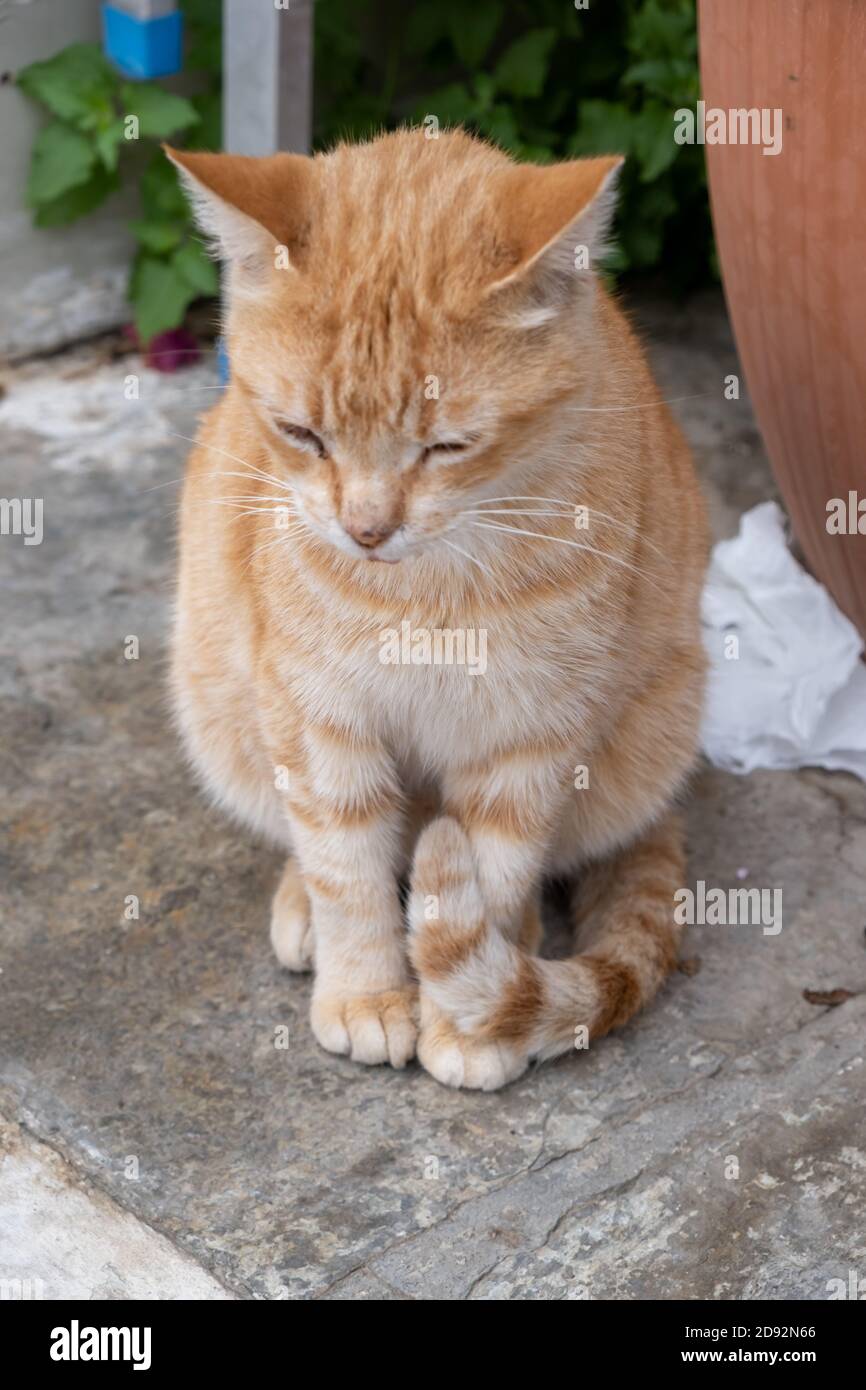 Stray cat. Abandoned ginger breed kitty is sitting on cement floor with ...