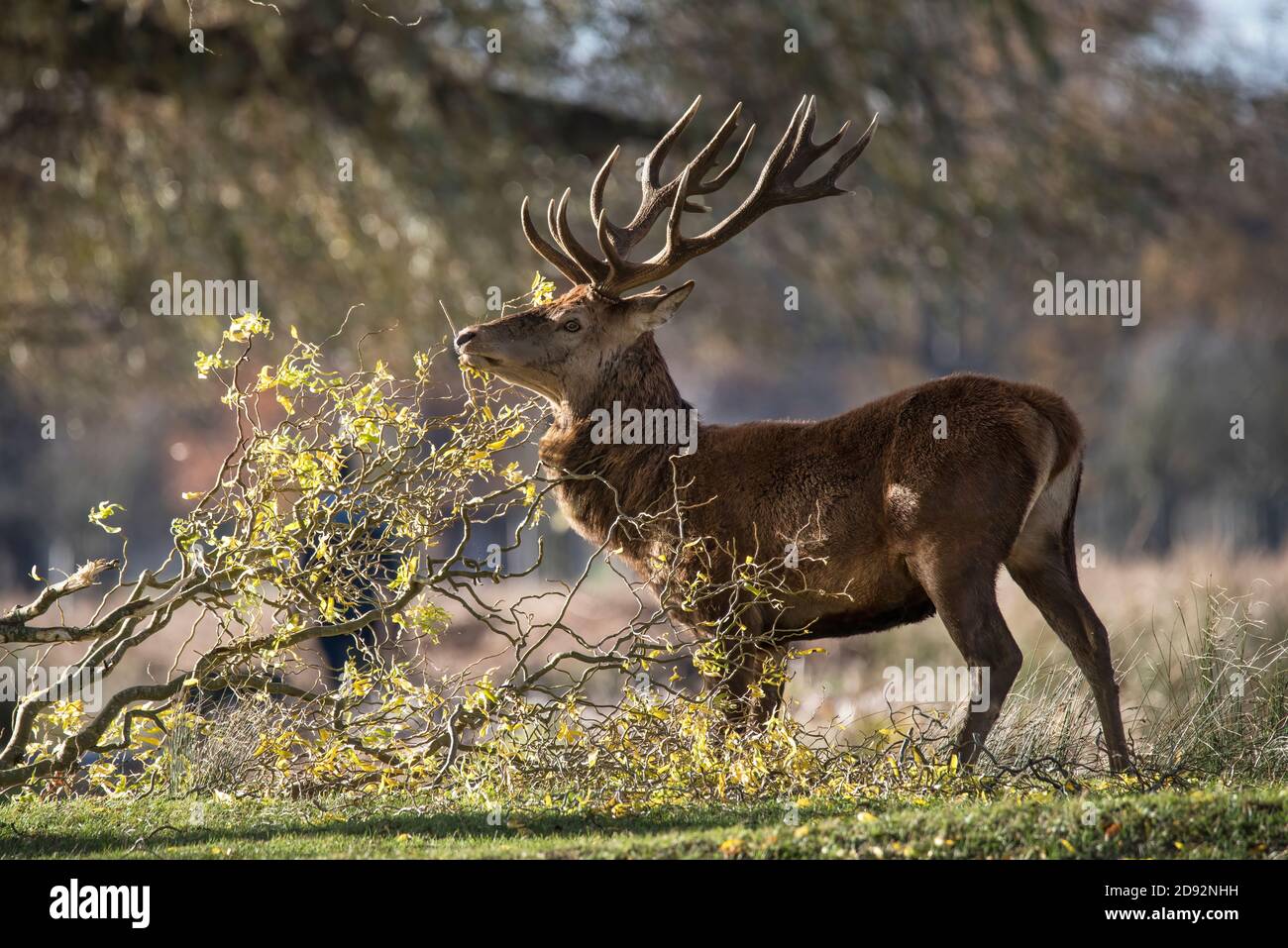 Adult male deer with large antlers having a scratch in Richmond Park ...