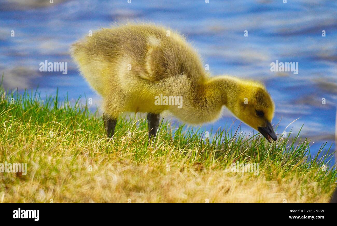 Young canadian goose hi-res stock photography and images - Alamy