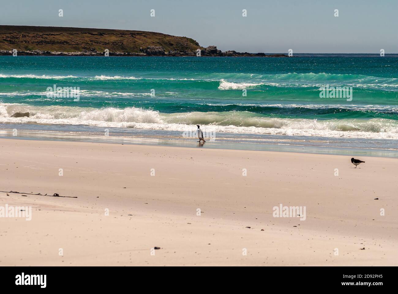 Falkland walks hi-res stock photography and images - Alamy