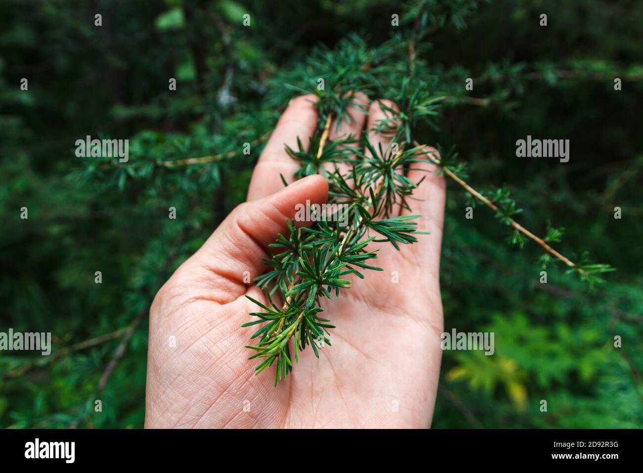 Hand holding tree branch hi-res stock photography and images - Alamy