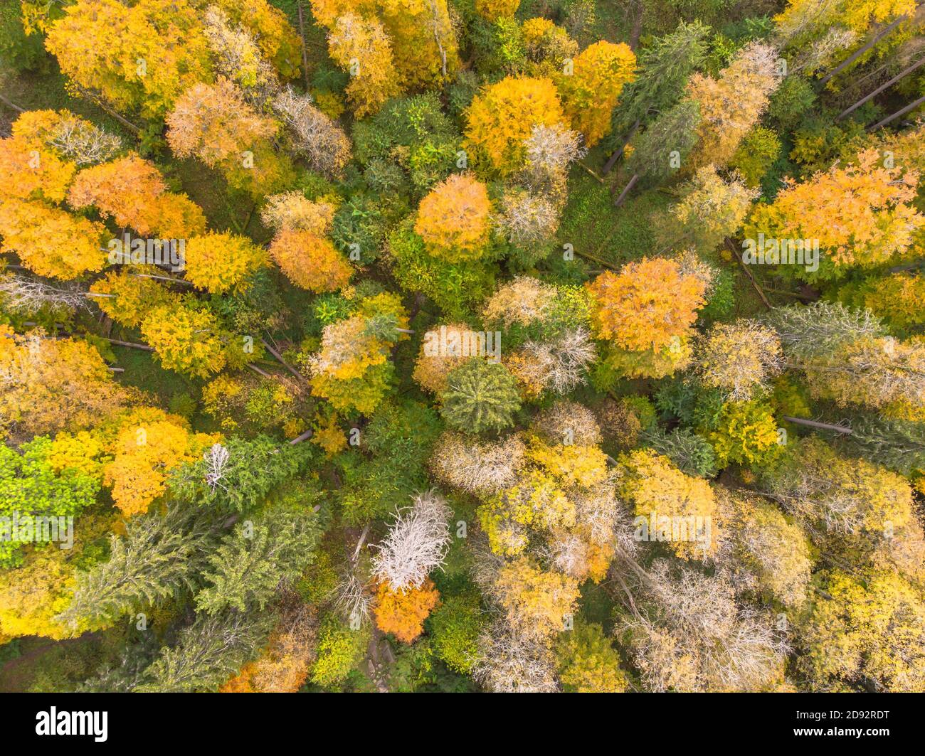 Fall forest landscape view from above. Colorful nature background ...