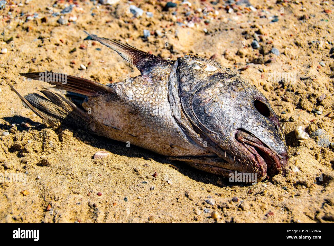 Top view shot dead head fish over sand Stock Photo - Alamy