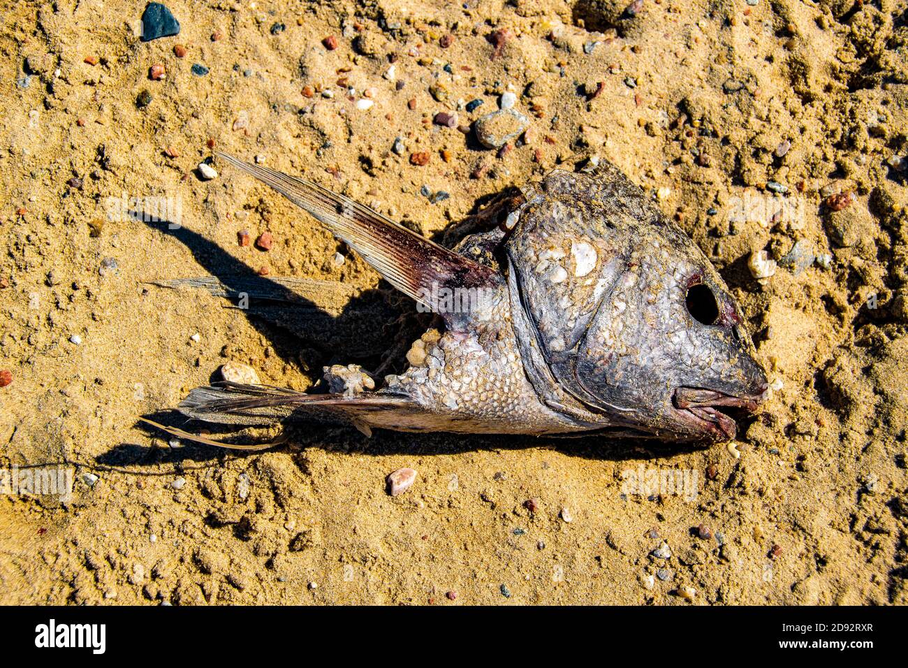 Top view shot dead head fish over sand Stock Photo - Alamy