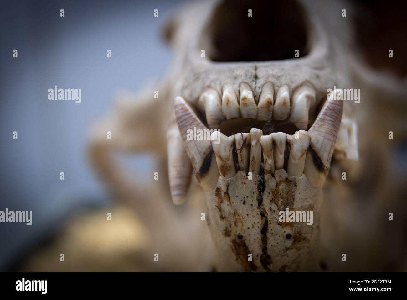 Large canine teeth hi-res stock photography and images - Alamy