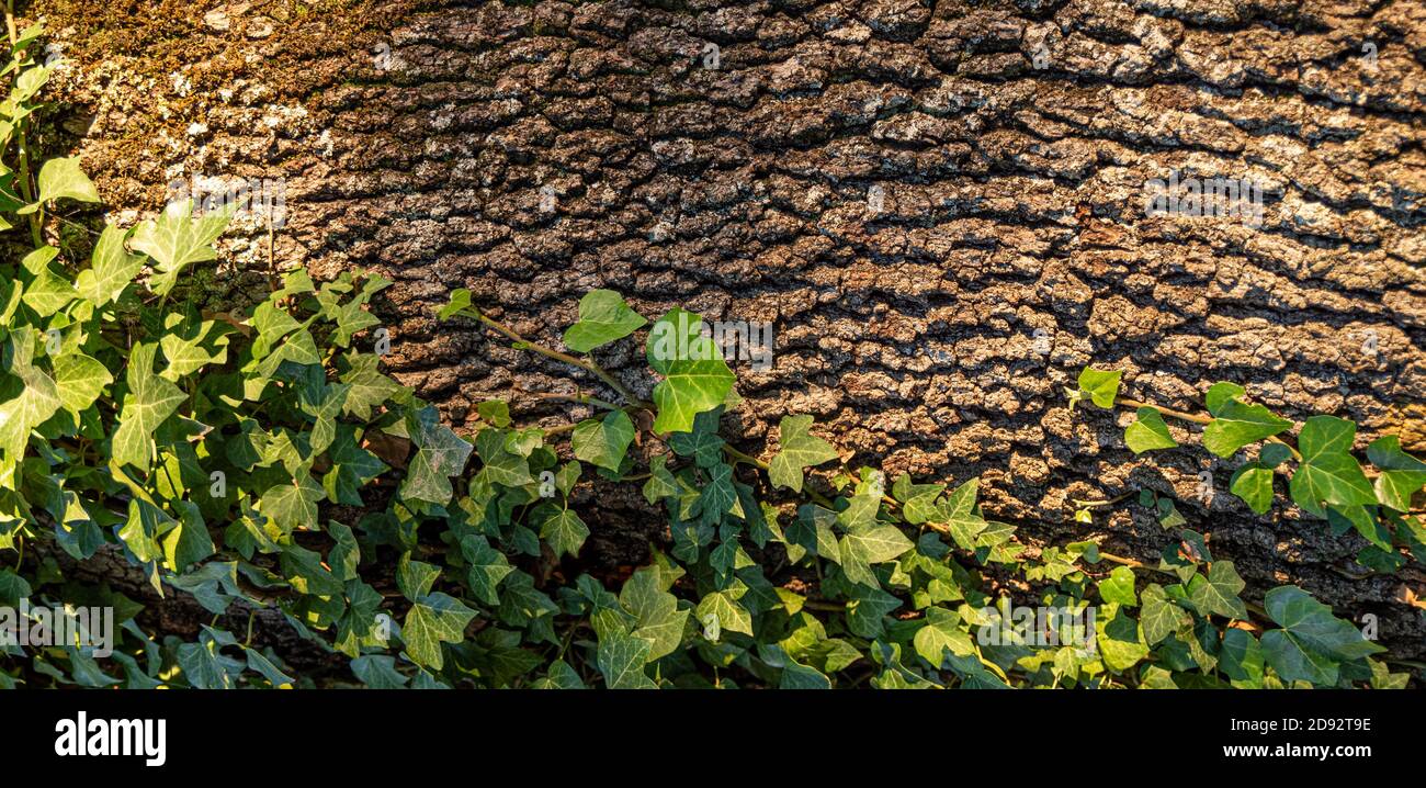 Tree bark background surrounded by ivy branches Stock Photo - Alamy