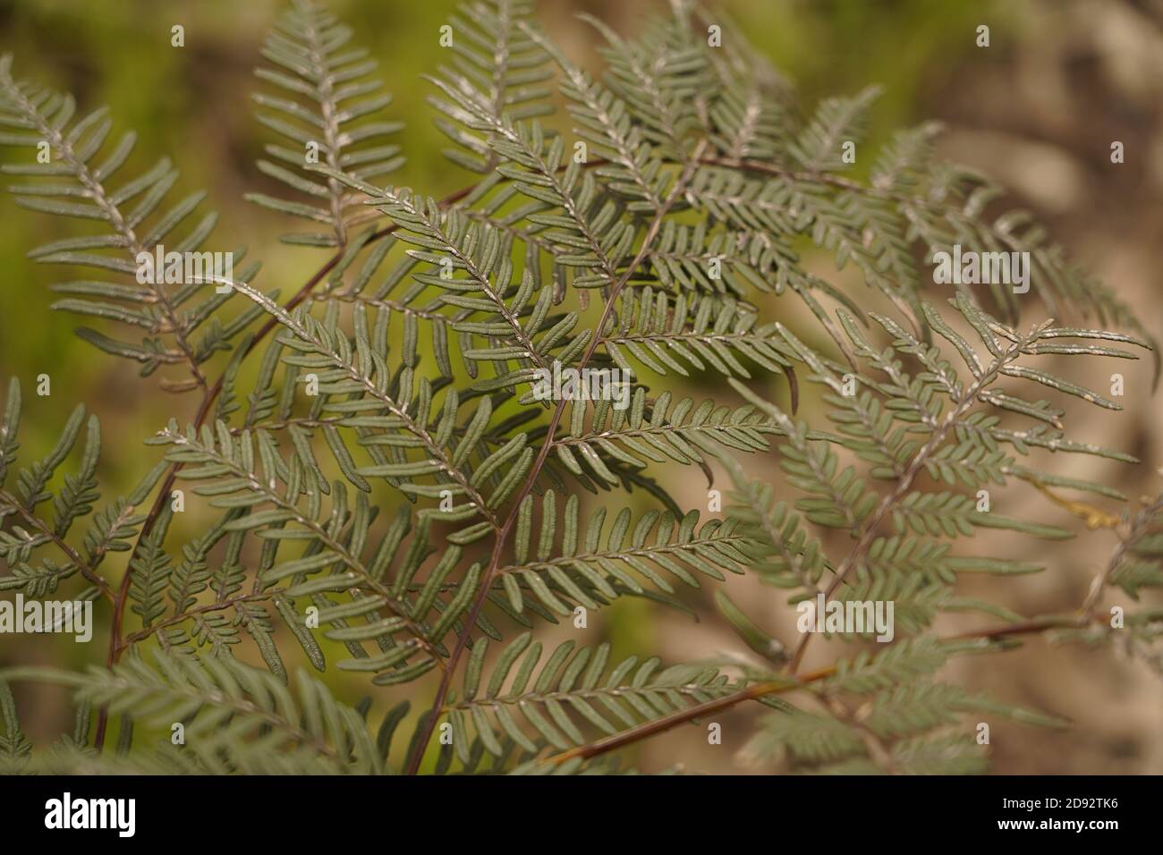 Close view of the beautiful native Australian tree fern Stock Photo - Alamy