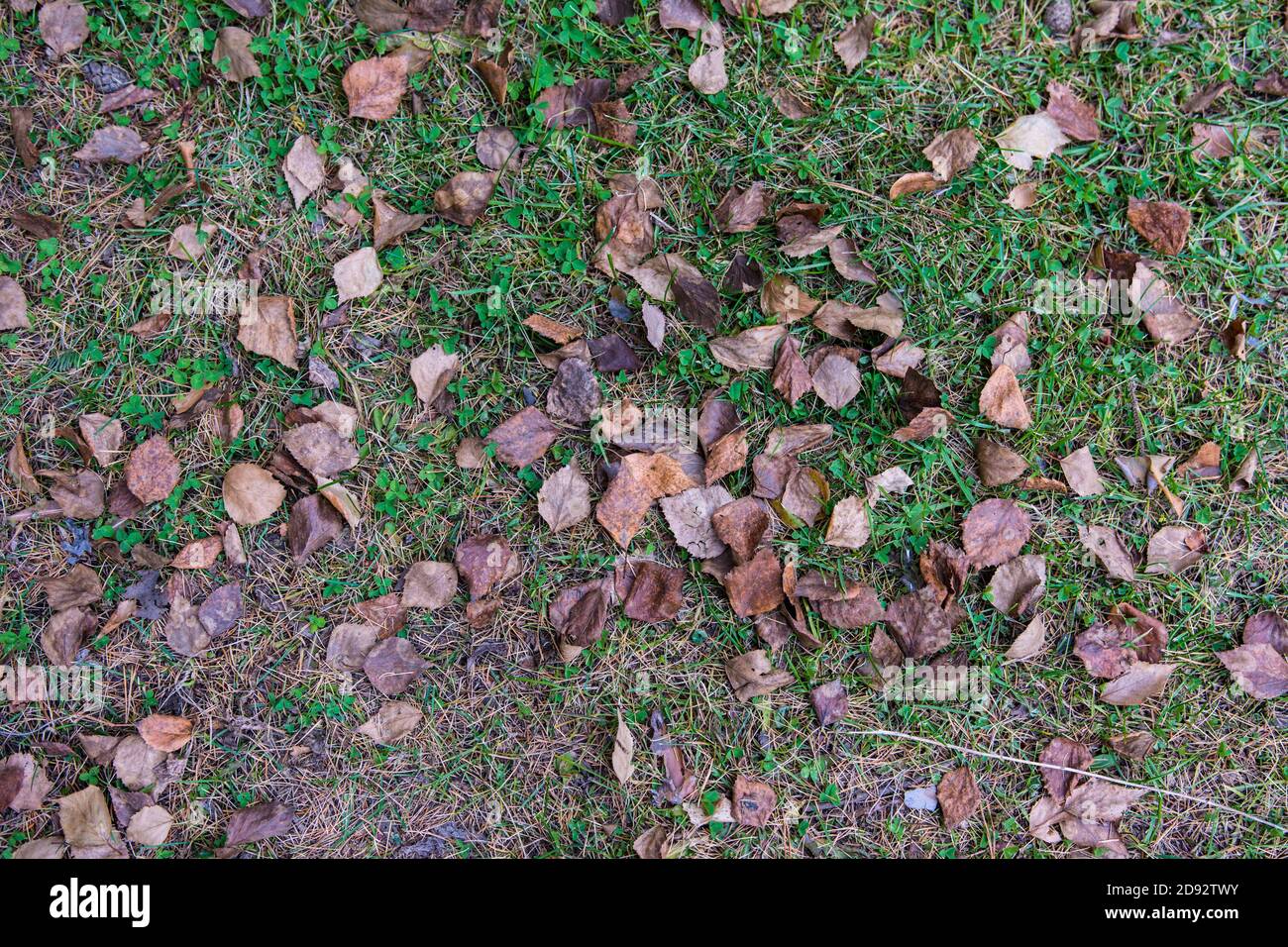 field of fresh green grass texture as a background, top view ...