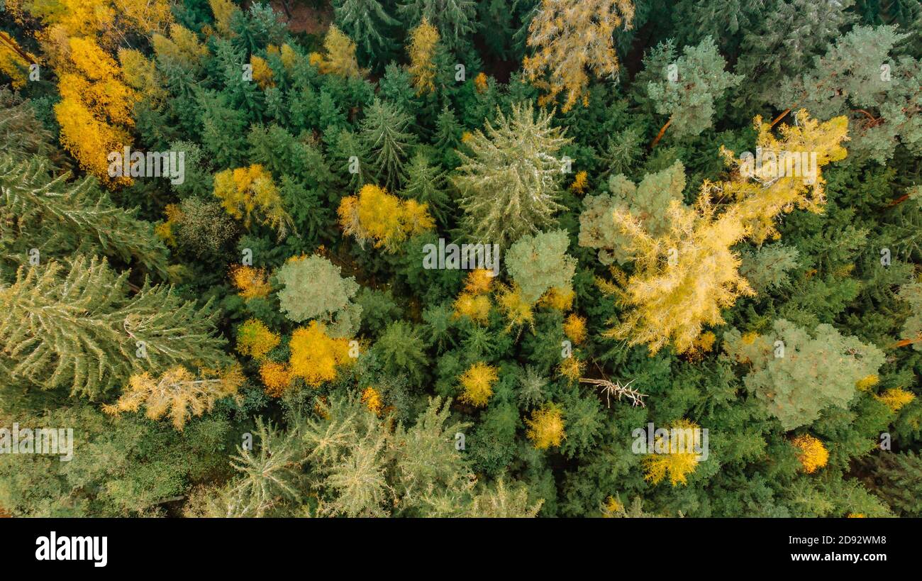 Fall forest landscape view from above. Colorful nature background ...
