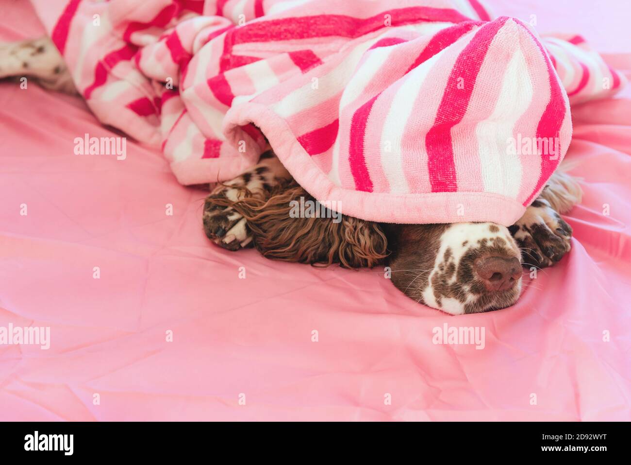 English springer spaniel covered with plaid sleeping on bed Stock Photo ...