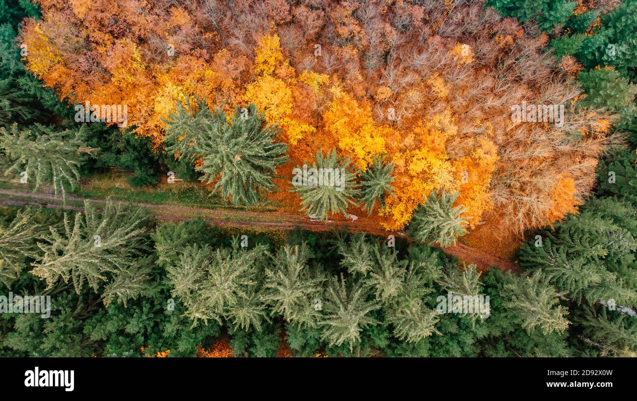 Fall forest landscape view from above. Colorful nature background ...