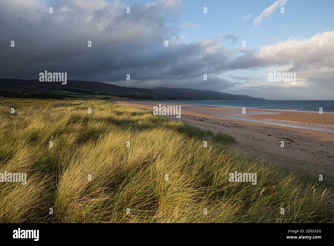 Low sunlight just before sunset on the grasses at Brora Beach on the ...