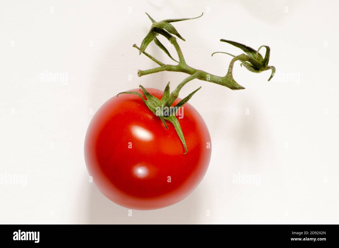 Shiny fresh red vine ripened tomato with leaves and stalk on white ...