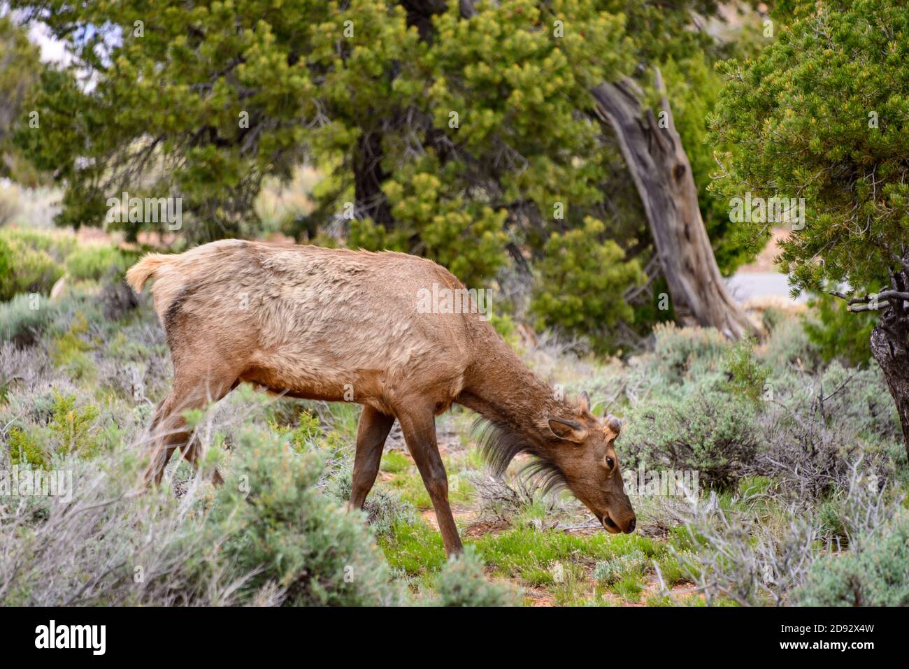Grand Canyon National Park with an elk eating forage Stock Photo - Alamy