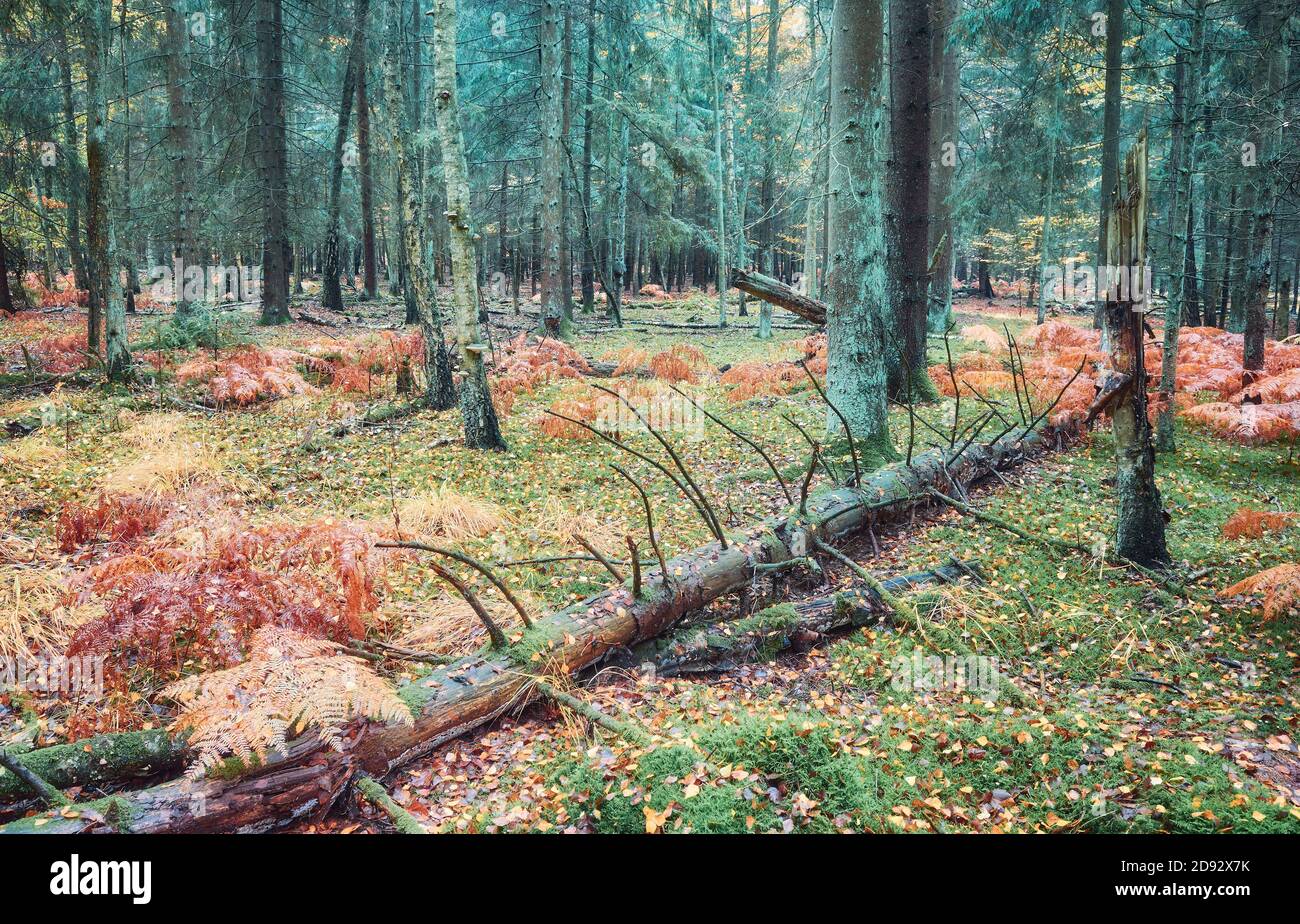 Deep forest with fern and moss in rainy autumn Stock Photo - Alamy