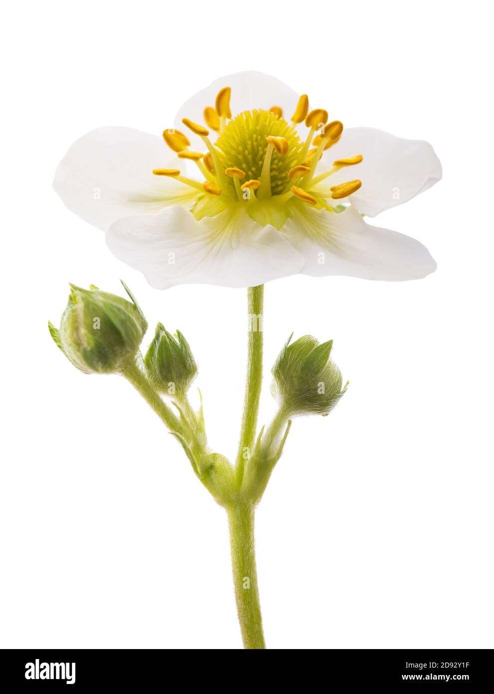 White flowers of the strawberry plant hi-res stock photography and ...