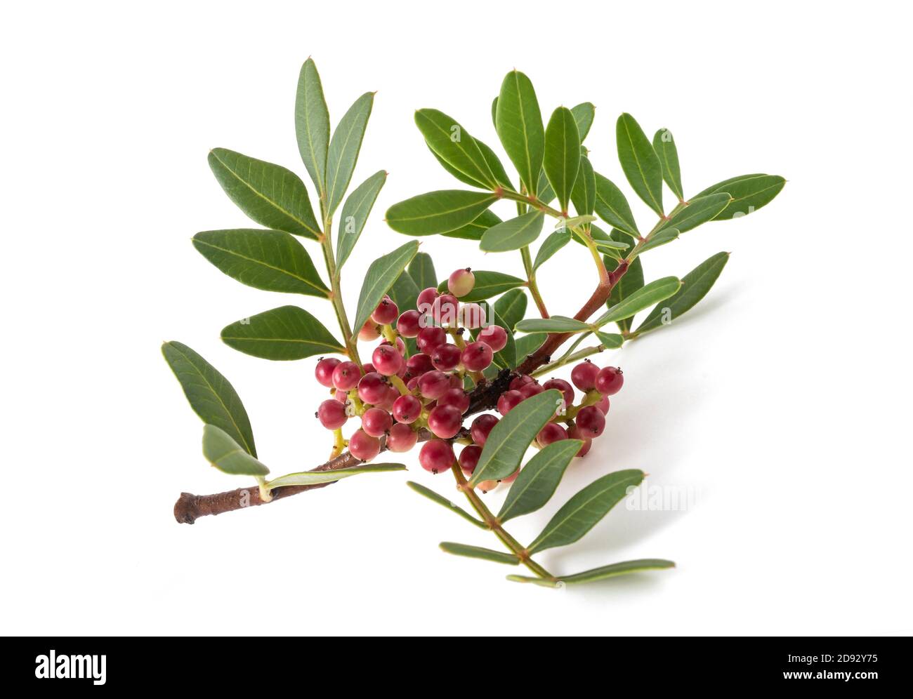 Mastic tree hi-res stock photography and images - Alamy