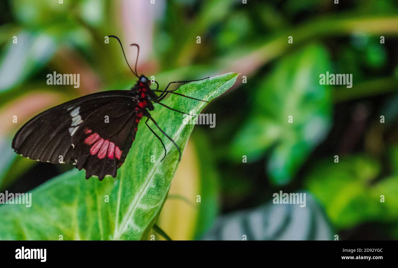 Cattleheart white butterfly hi-res stock photography and images - Alamy