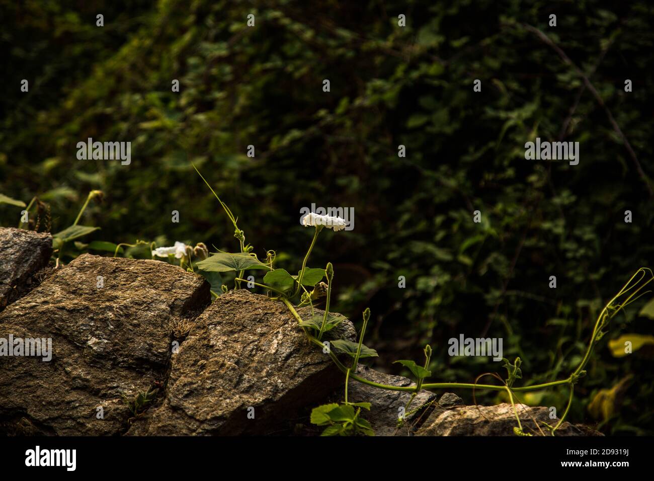 A flower blooming in a jungle. Turkey Stock Photo - Alamy