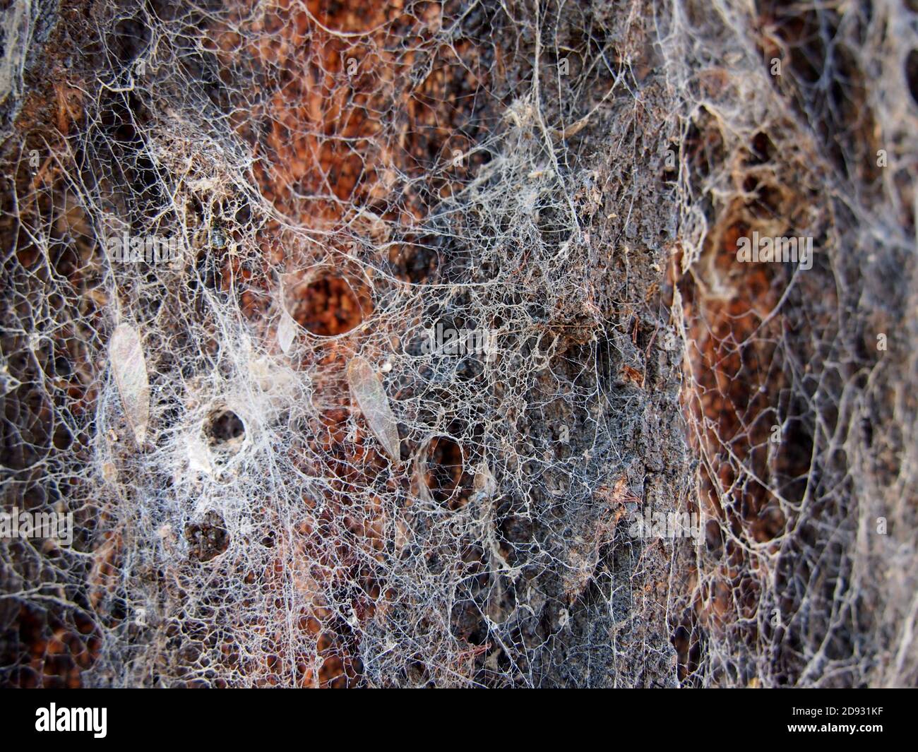 Thick Spider Web Outline