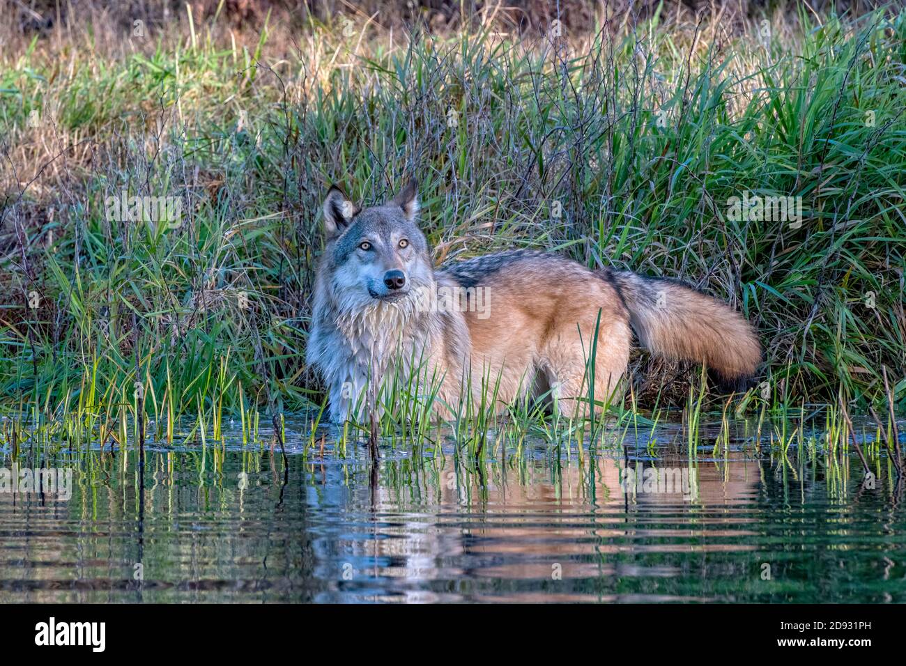 Wolf reflection water hi-res stock photography and images - Alamy