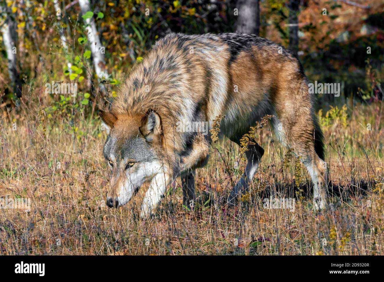 Stalking wolf hi-res stock photography and images - Alamy