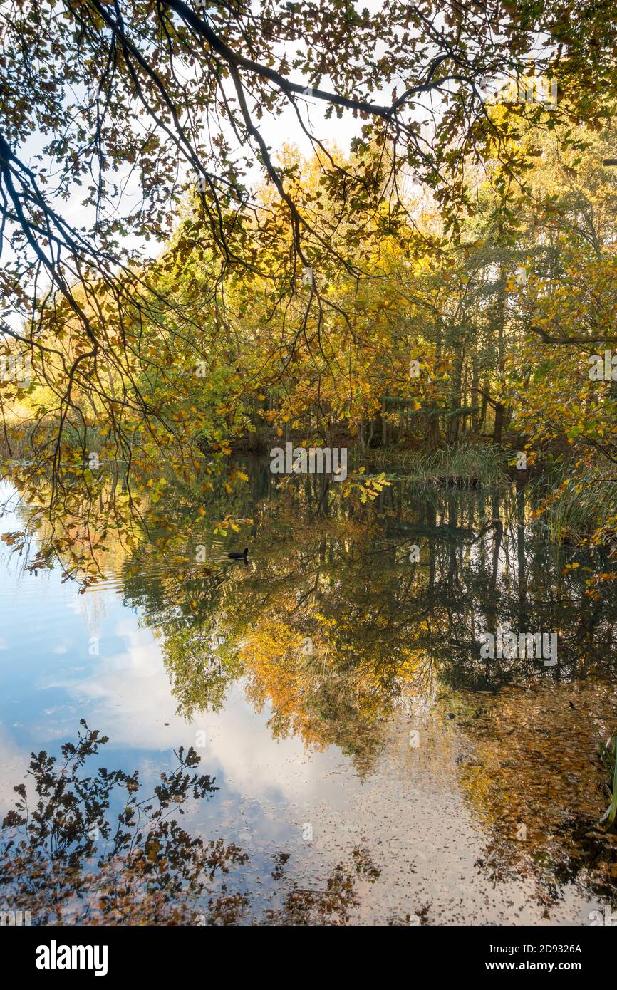 Autumn colour reflected in Mount Pleasant Lake. Fatfield, Washington ...