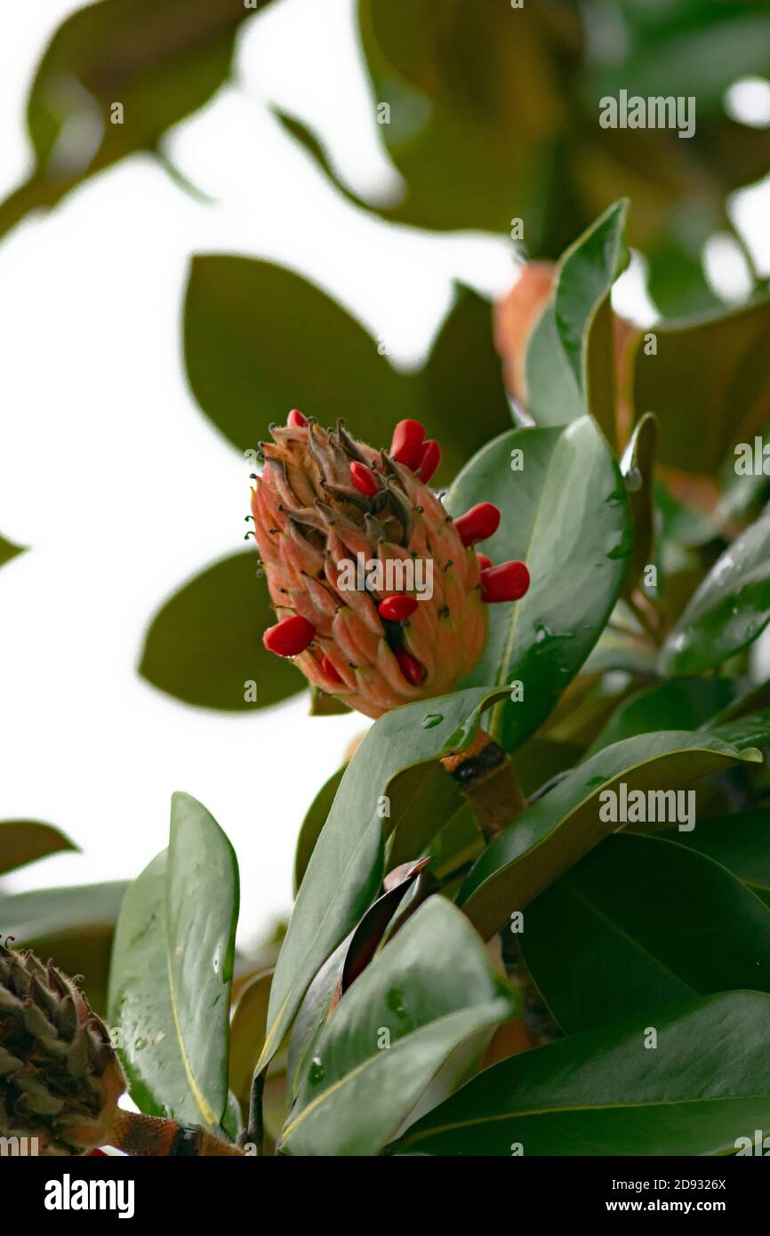 Tree seeds falling hi-res stock photography and images - Alamy