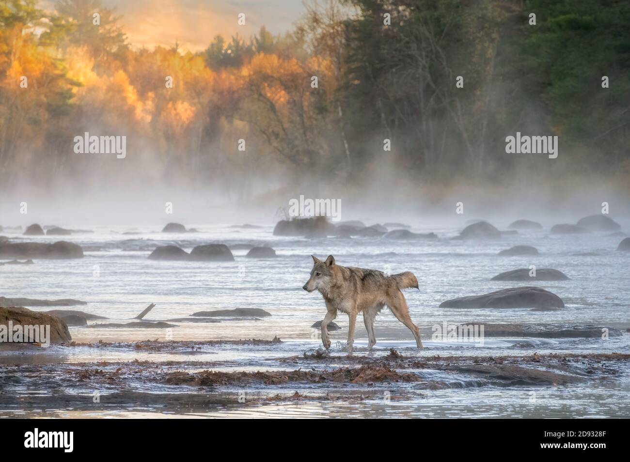 Grey Wolf crossing a Misty River with the Rising Sun Stock Photo - Alamy
