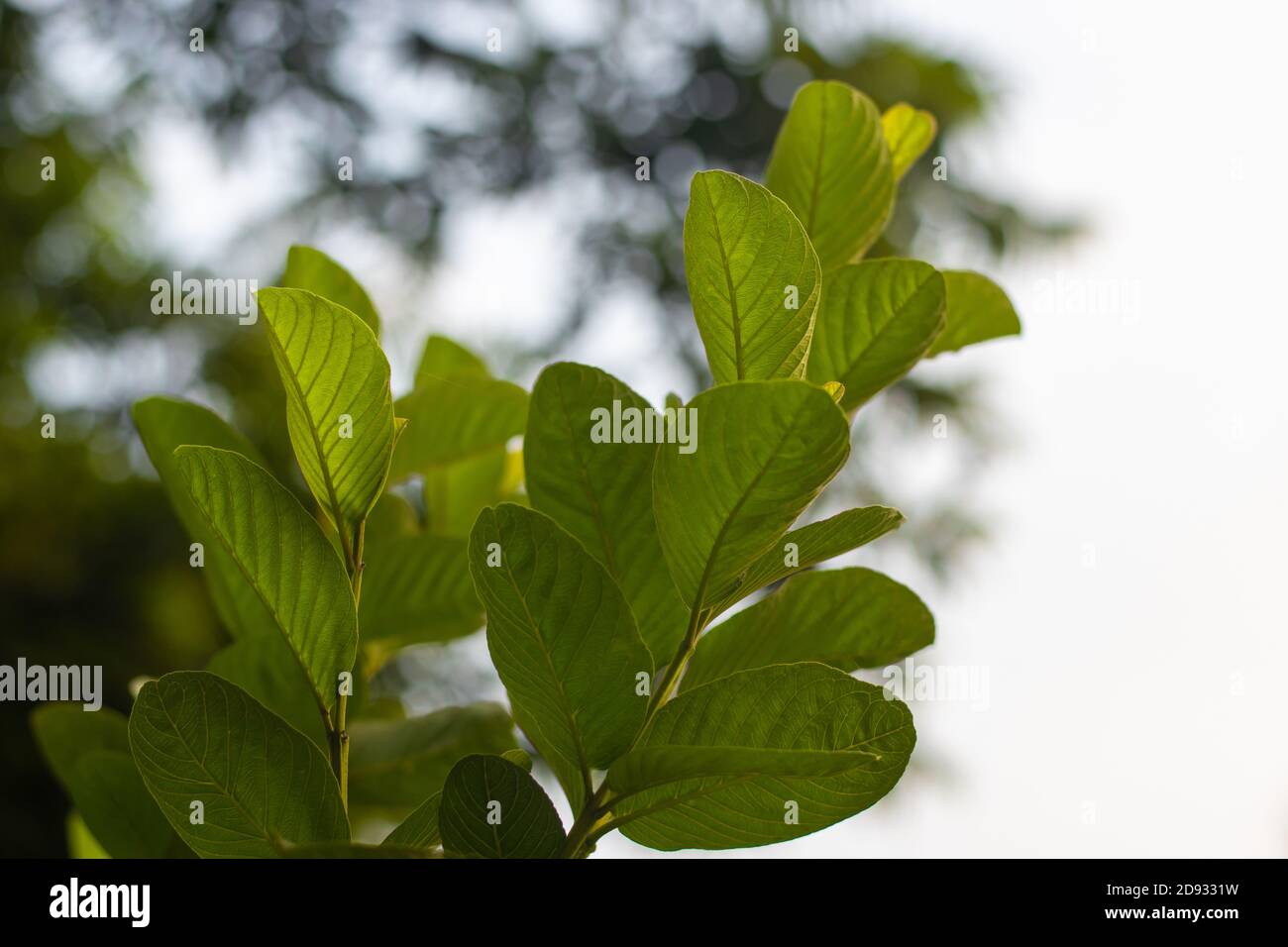 Guava tree hi-res stock photography and images - Alamy