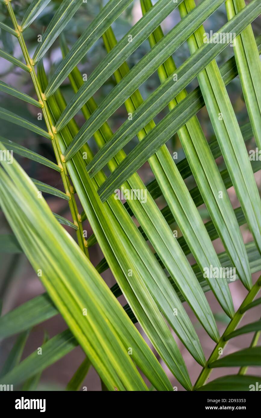 Plam tree fronds hi-res stock photography and images - Alamy