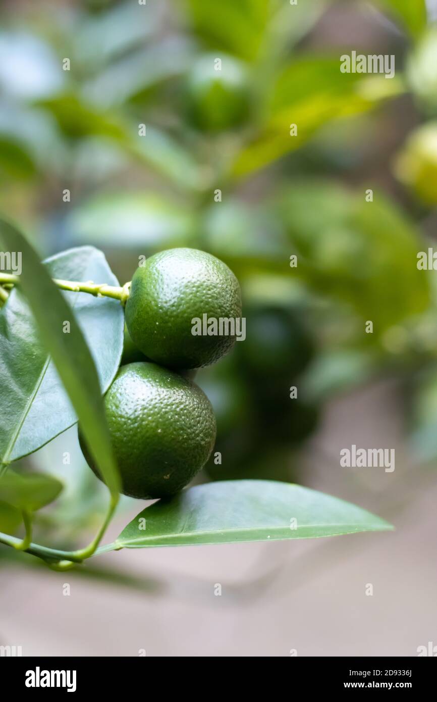 Tangerine on the tree hi-res stock photography and images - Alamy