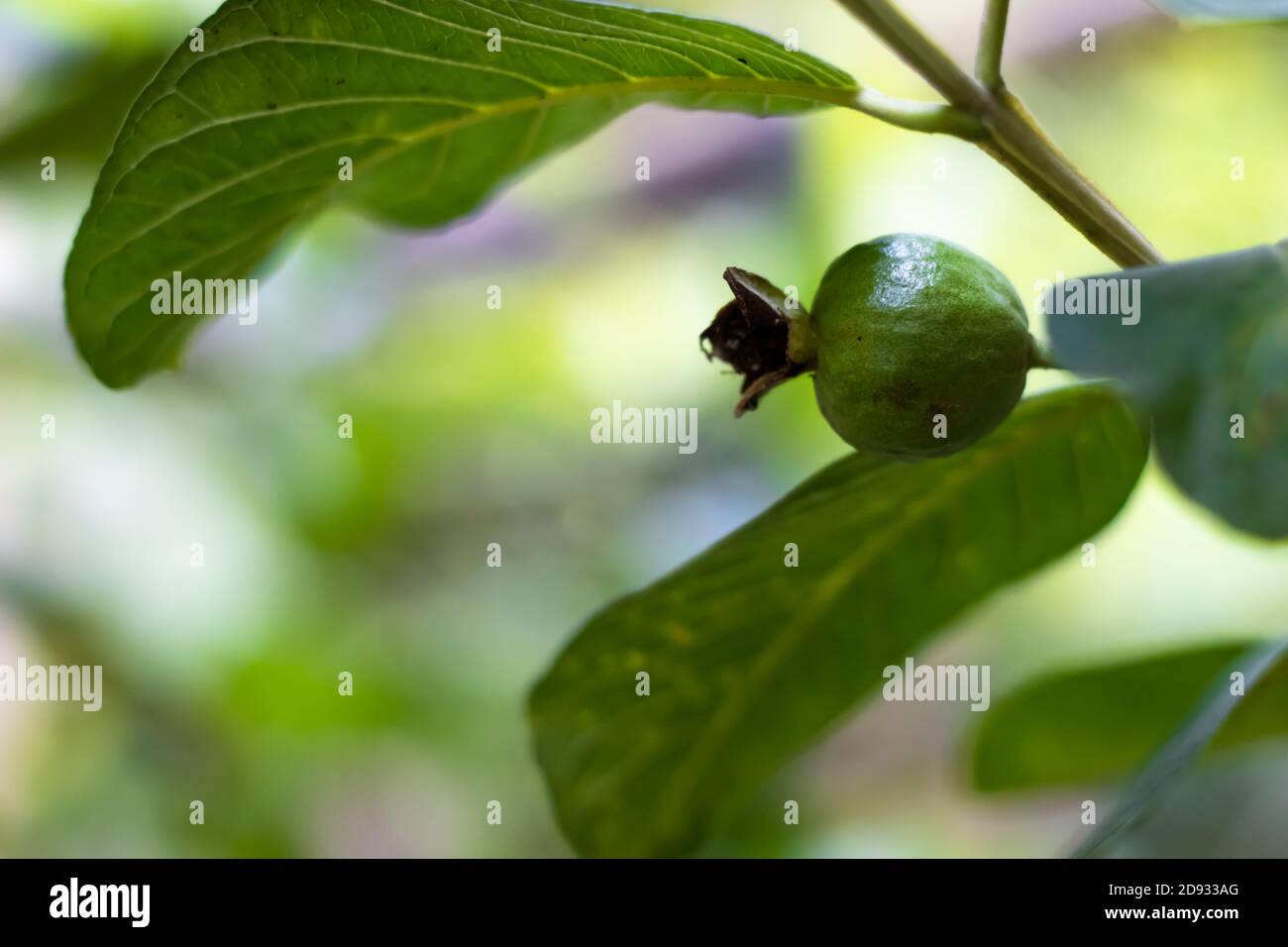 Guava fruit buds and leaves on the tree Stock Photo - Alamy
