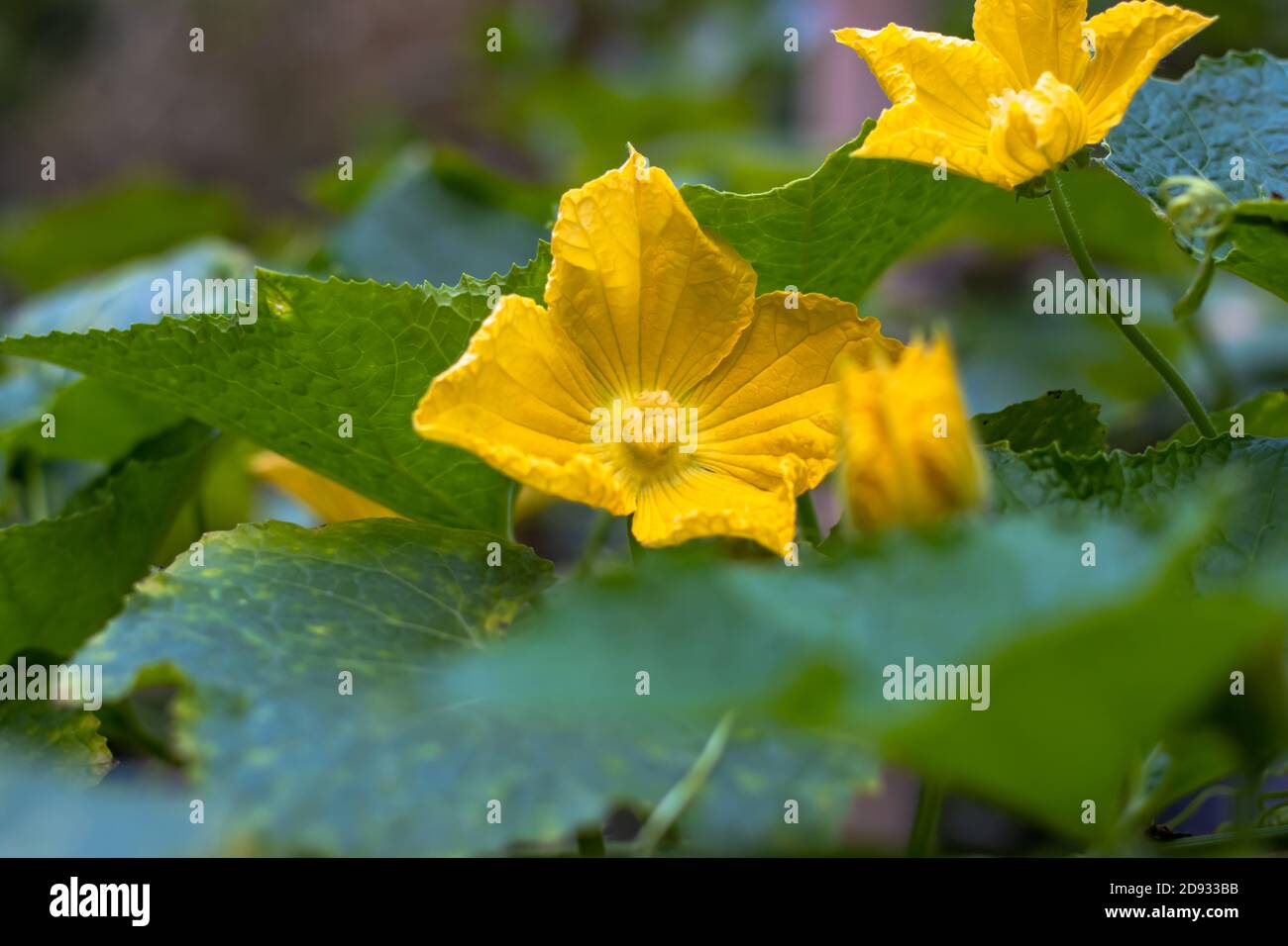 Ash gourd hi-res stock photography and images - Alamy