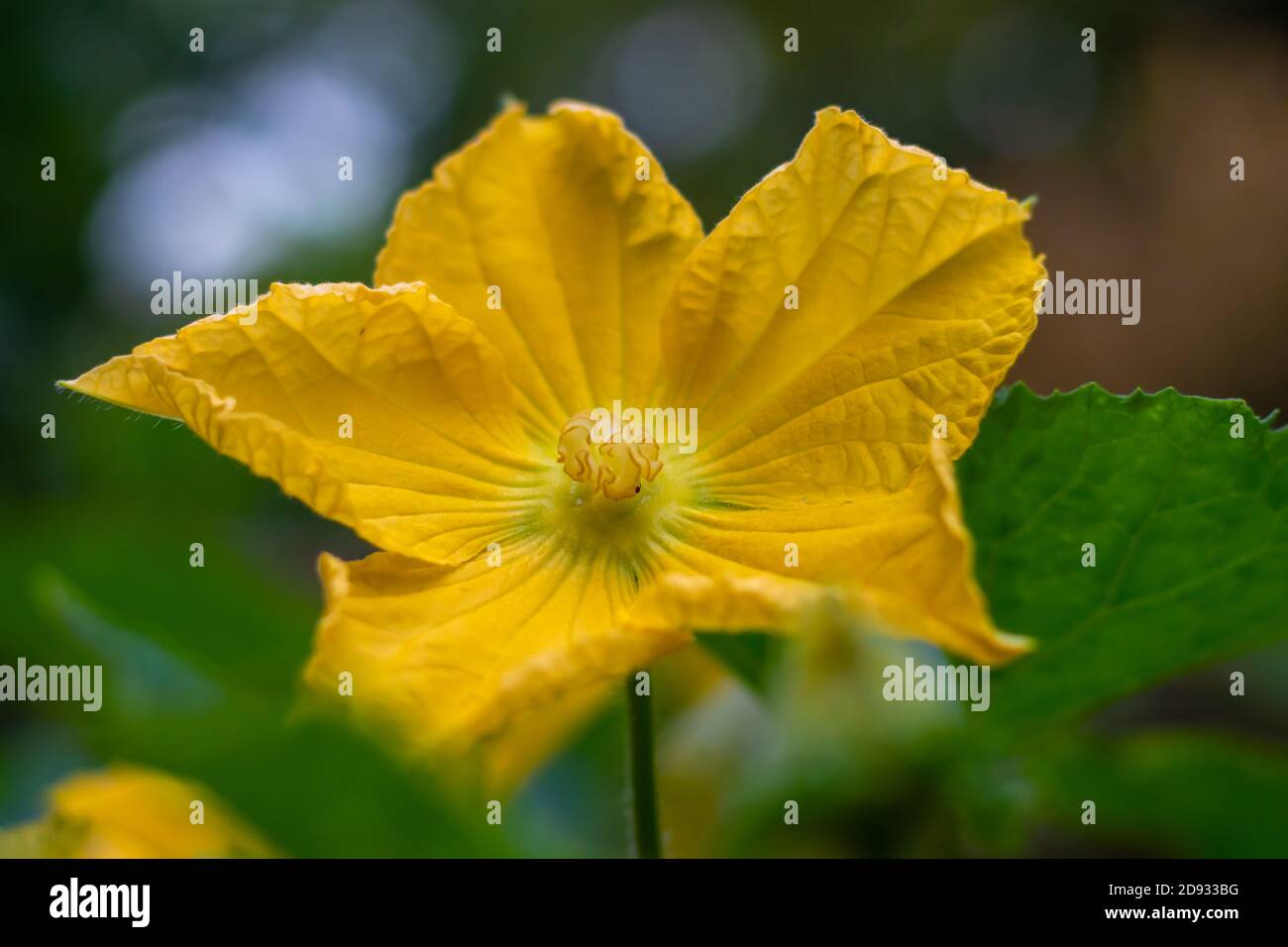 Winter melon or ash gourd close up bloomed flower Stock Photo - Alamy