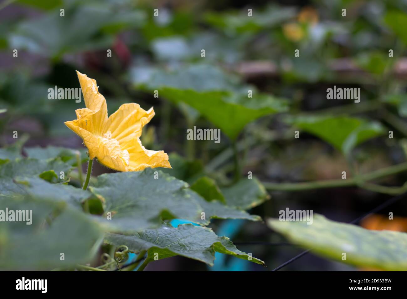 Winter melon or ash gourd flower on the vegetable loft Stock Photo - Alamy