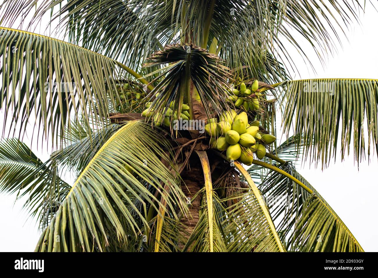 The full vector collection full vector collection vector set hi-res ...