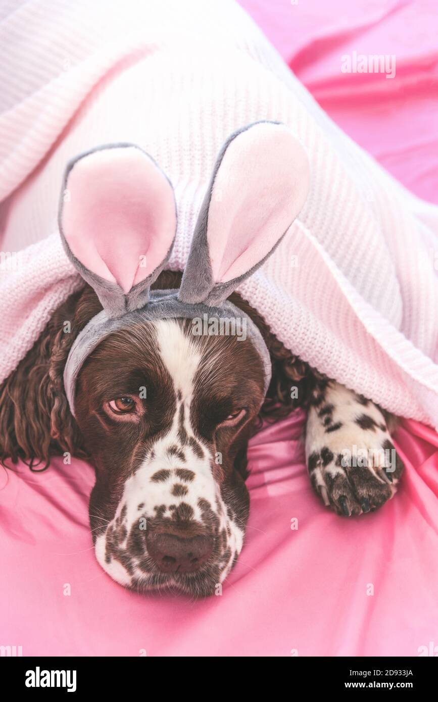 Sleepy English springer spaniel with bunny ears Stock Photo - Alamy